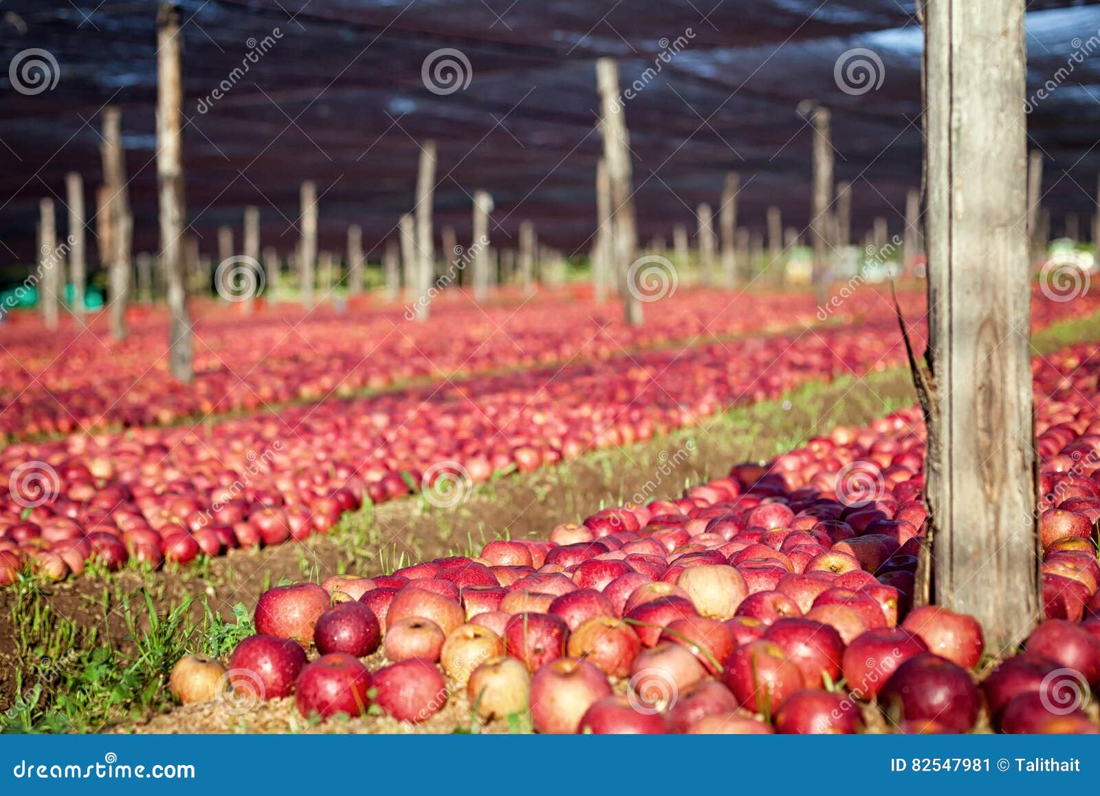Italian typical apples stock image. Image of melai, farm - 82547981