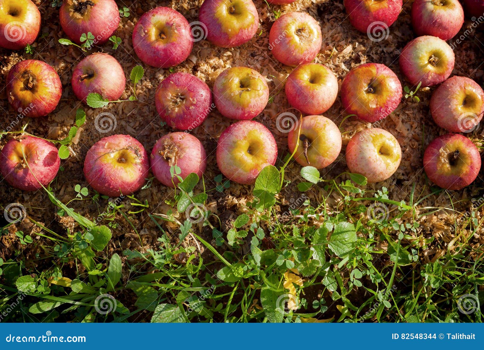 Italian typical apples stock photo. Image of countryside - 82548344