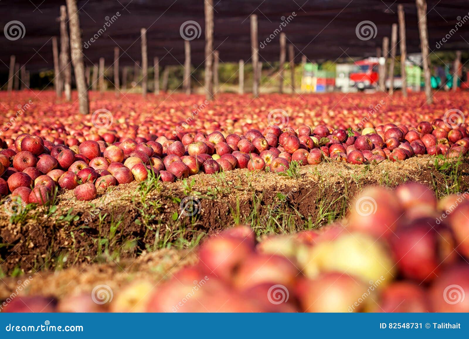 Italian typical apples stock image. Image of orchard - 82548731