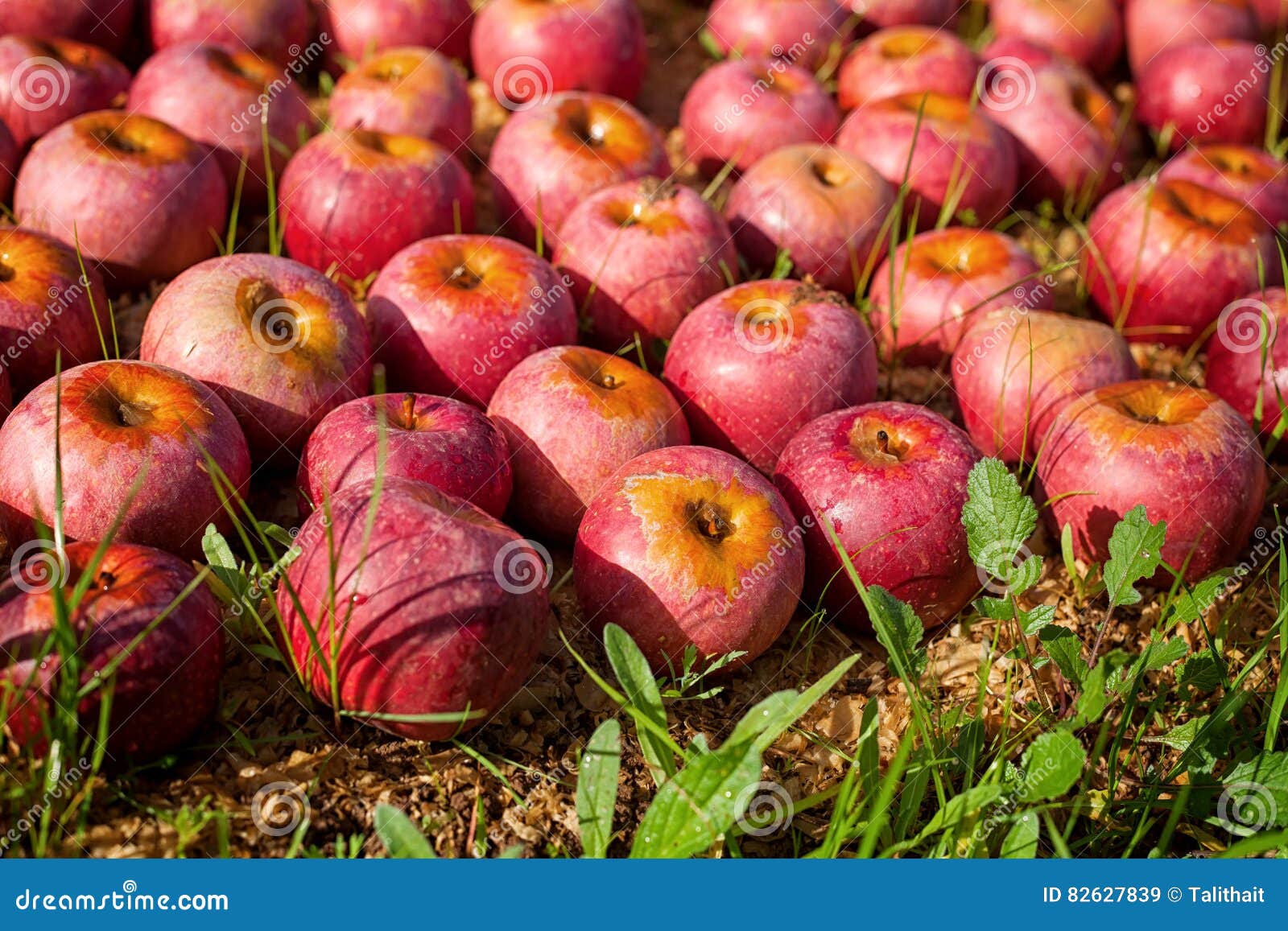 Italian typical apples stock image. Image of diet, colorful - 82627839