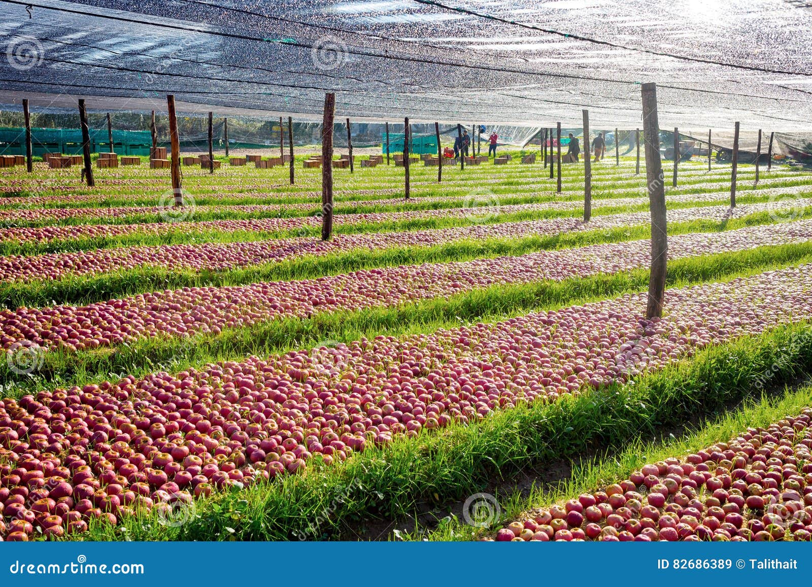 Italian Typical Apples Plantation Stock Image - Image of biological ...