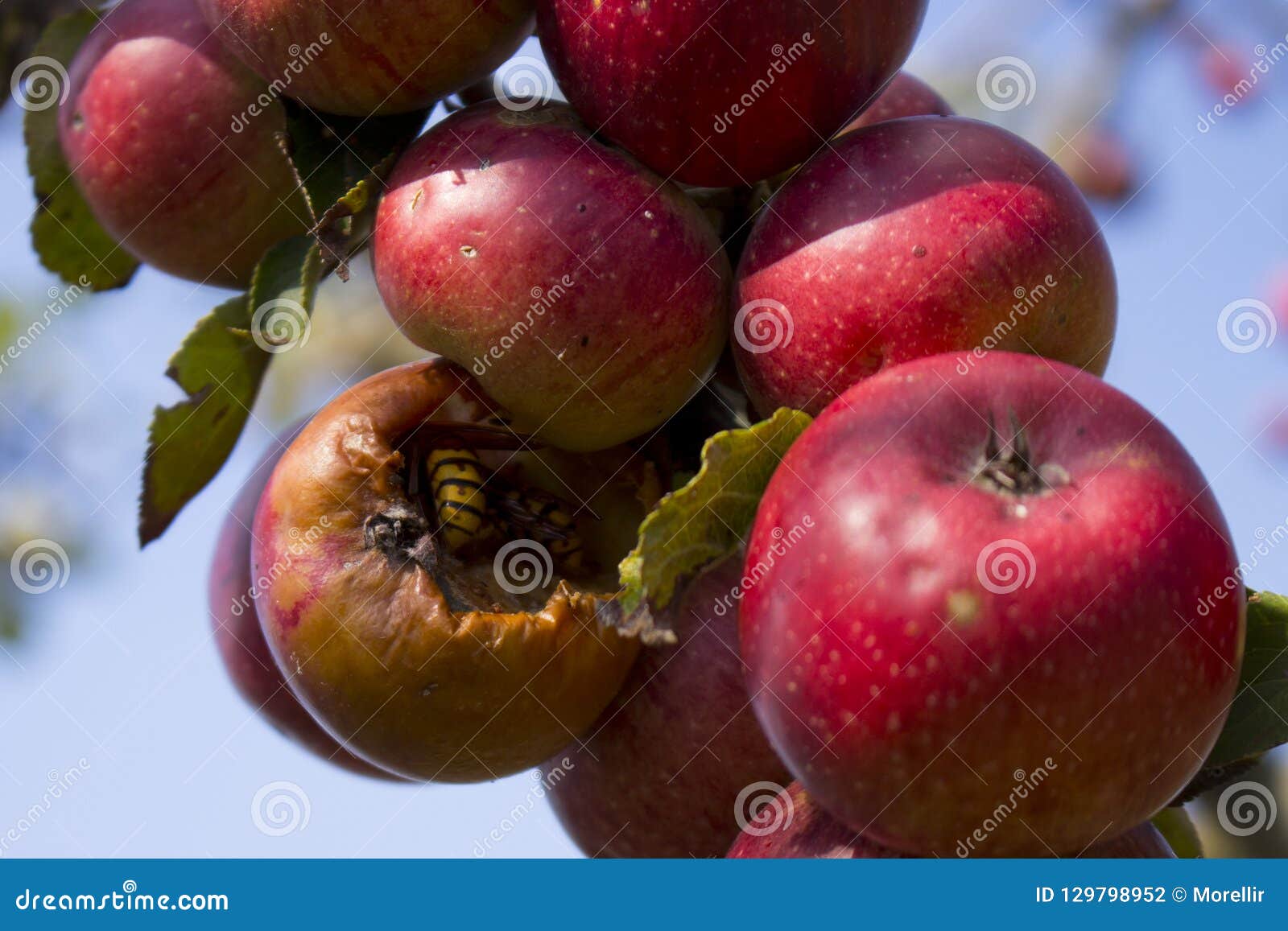 Italian Typical Rotten Apple on the Tree in My Garden Stock Photo ...