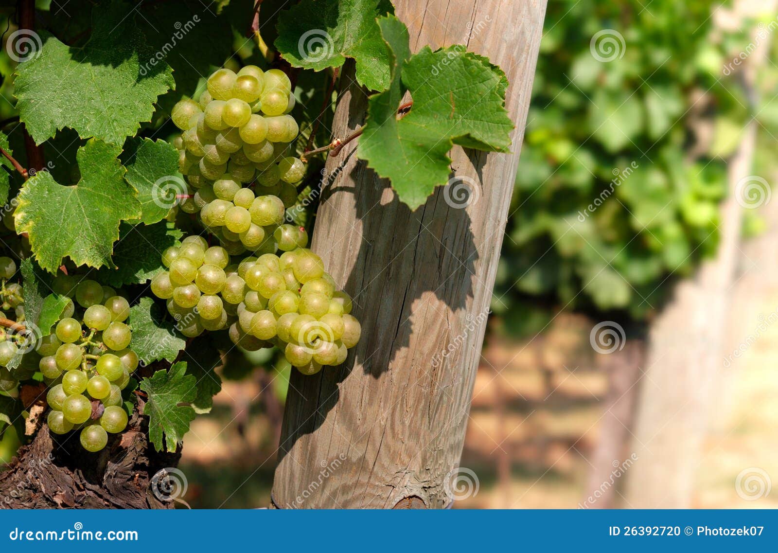 Italian vineyard stock photo. Image of natural, vine - 26392720