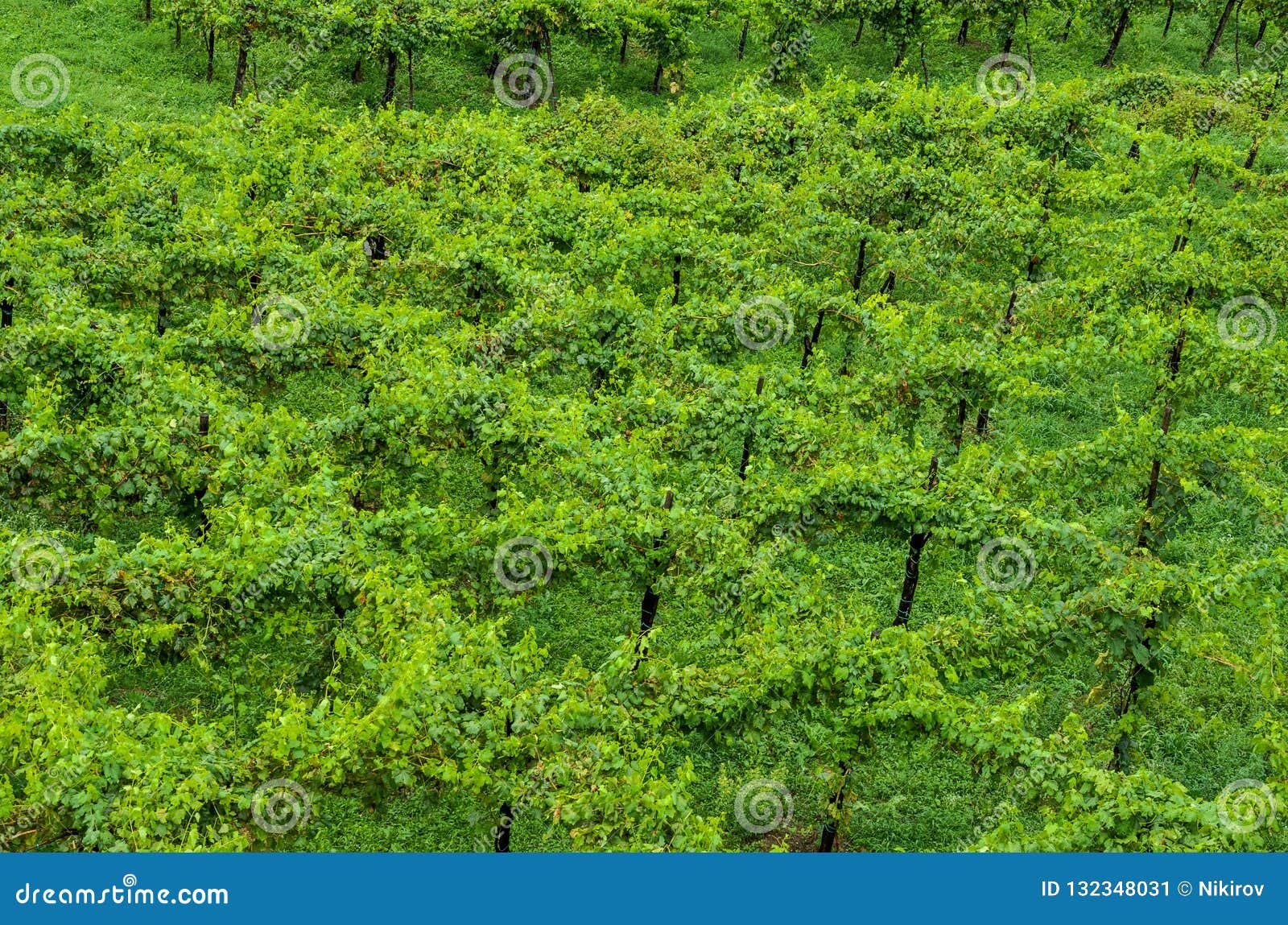 Italian Vineyard in the Mountains, Top View Stock Image - Image of ...