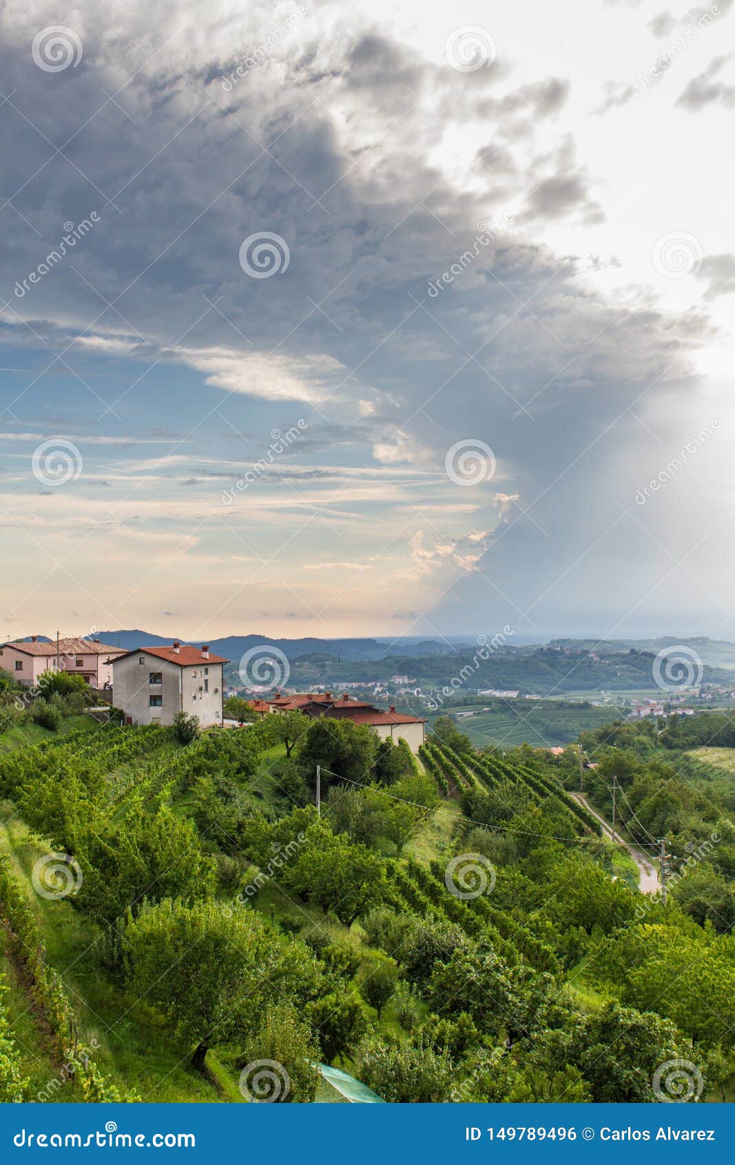 Italian vineyard stock photo. Image of nature, ischia - 149789496