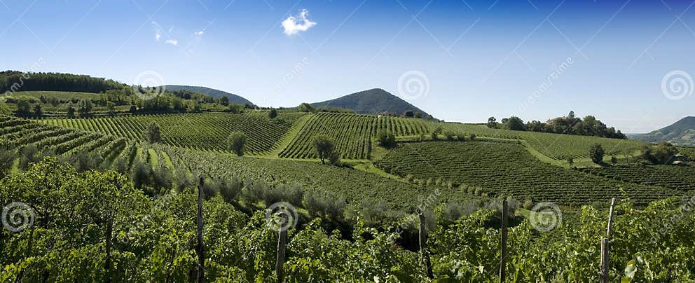 Italian Vineyards Panorama stock image. Image of vicenza - 1149931
