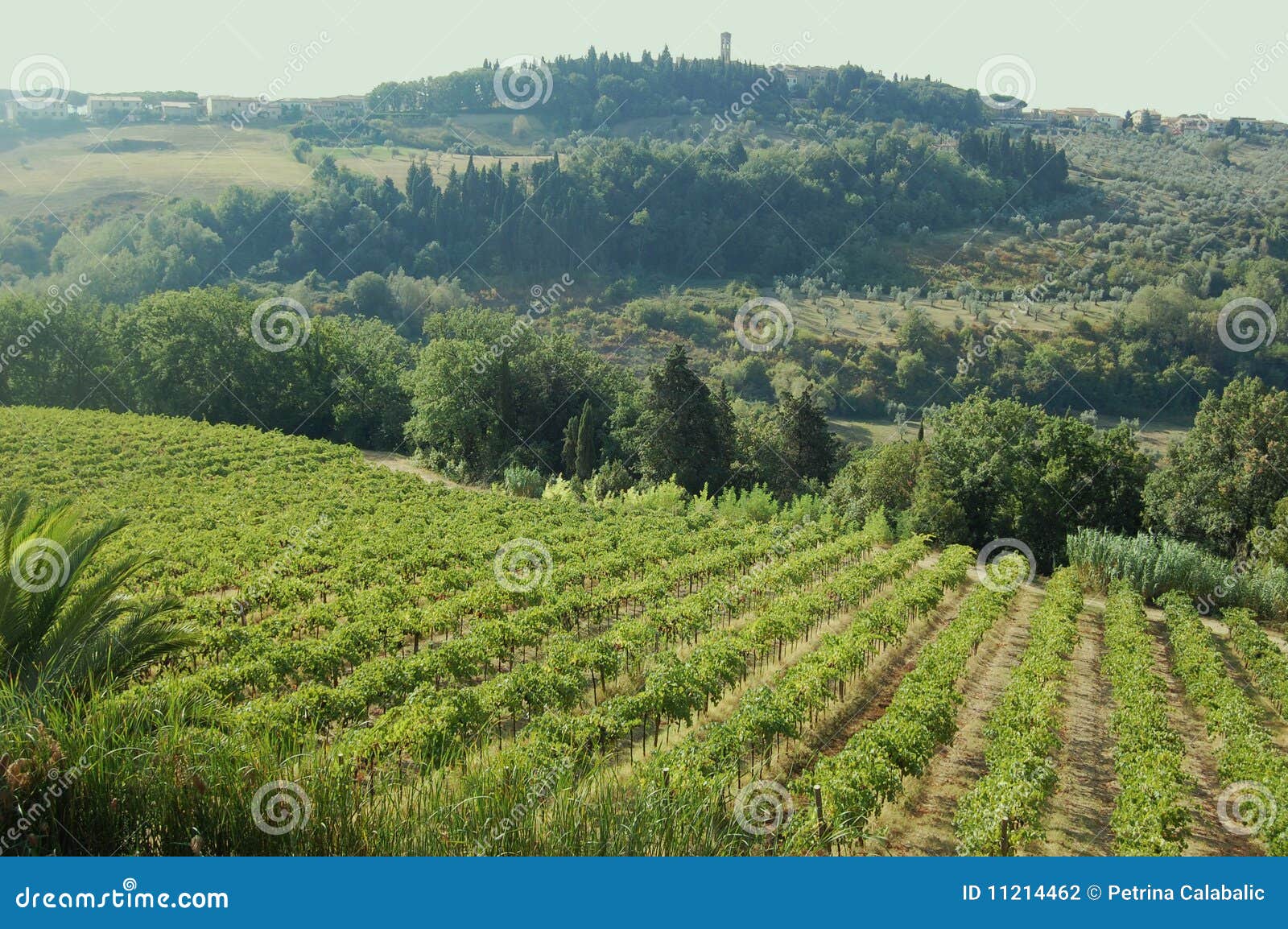 Italian Vineyards in Tuscany Stock Photo - Image of merlot, warm: 11214462