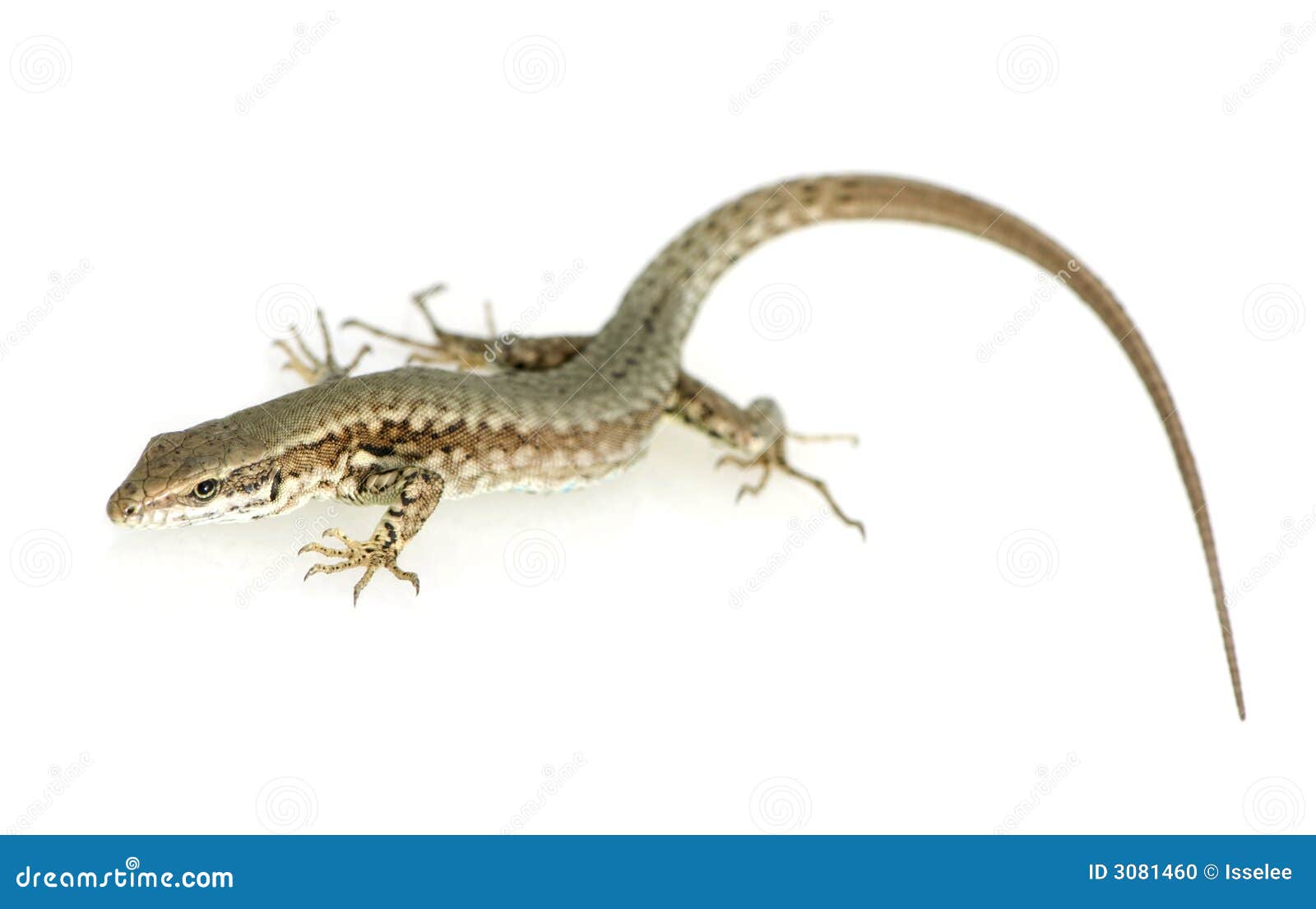 Italian wall lizard stock photo. Image of nature, looking - 3081460