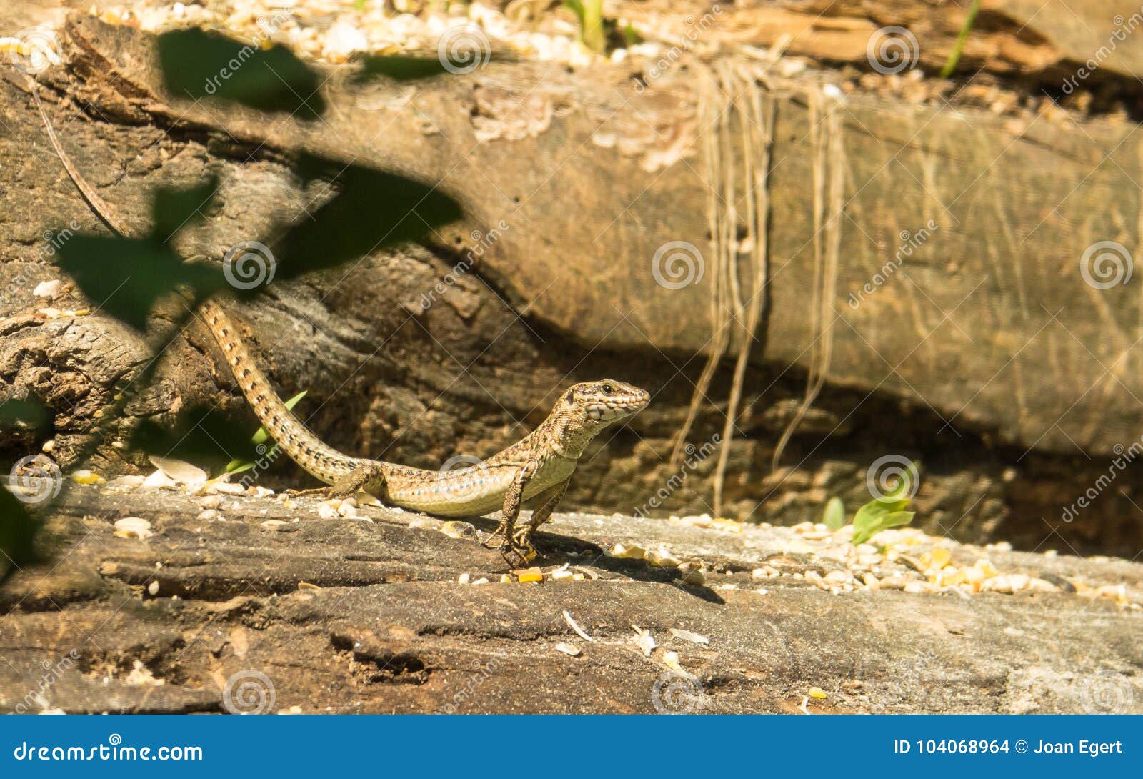 Italian Wall Lizard Or Ruin Lizard Podarcis Sicula, Lacertidae, Beigua ...
