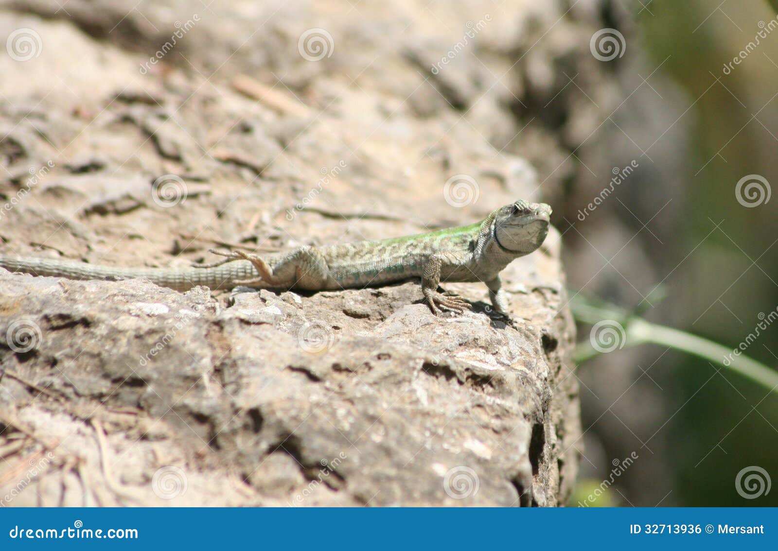 Italian wall lizard stock photo. Image of animal, lizards - 32713936