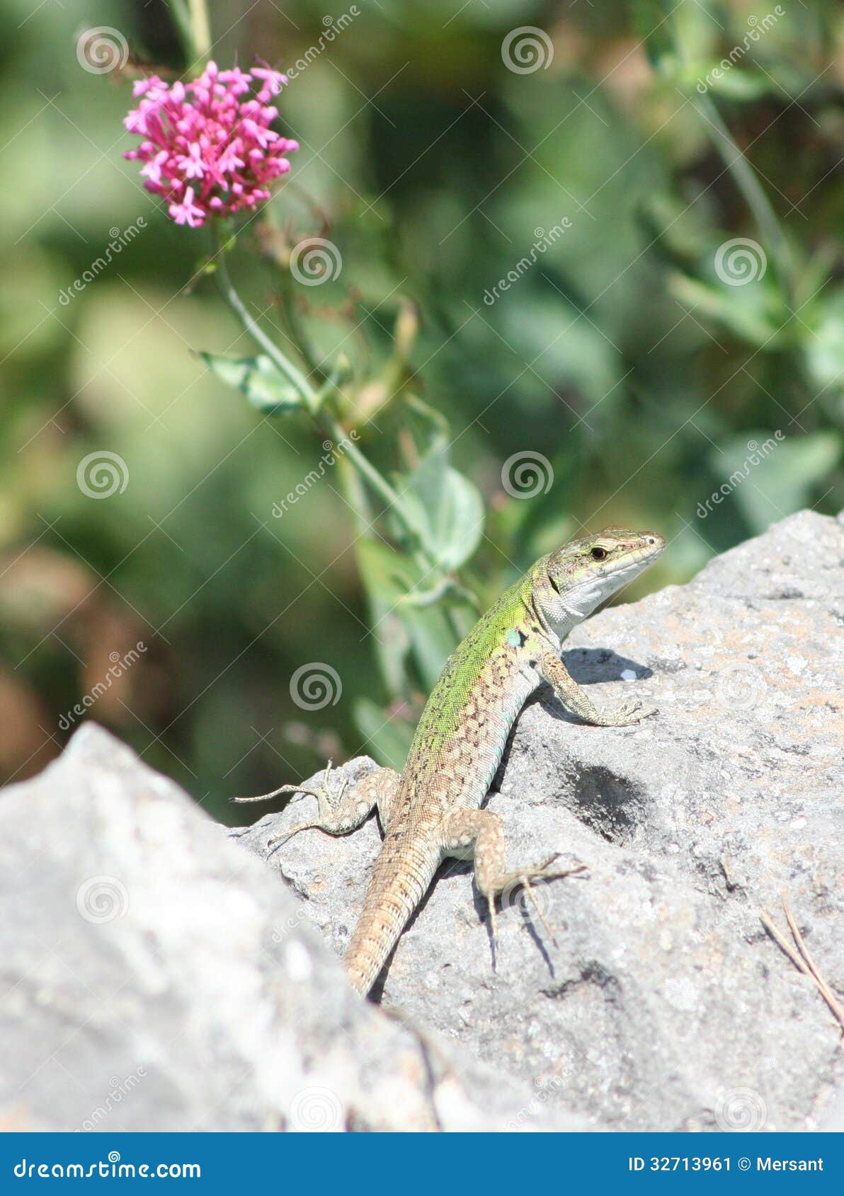 Italian wall lizard stock image. Image of agamidae, natural - 32713961