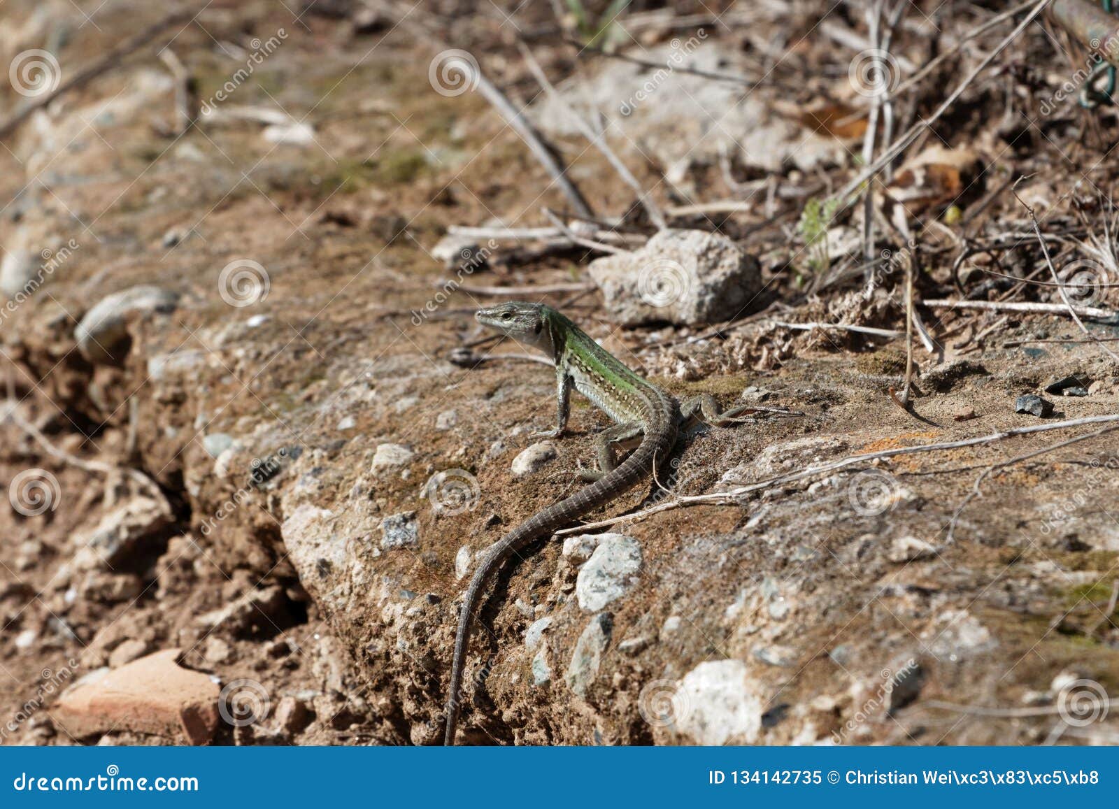 Italian Wall Lizard Podarcis Siculus Stock Image - Image of outdoors ...