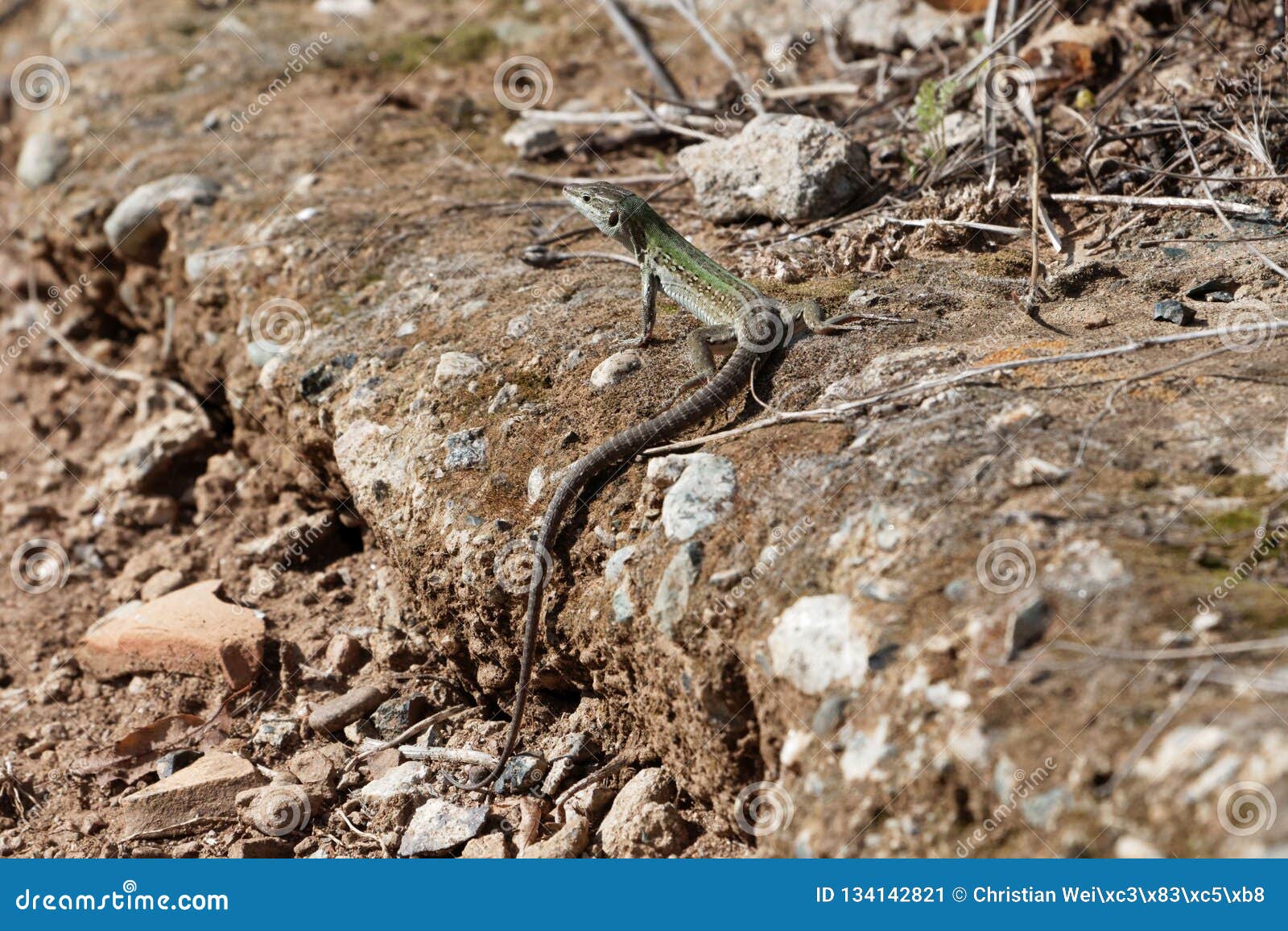 Italian Wall Lizard Podarcis Siculus Stock Image - Image of close, wild ...