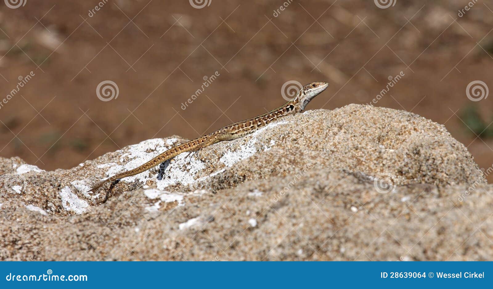 Italian Wall Lizard Or Ruin Lizard Podarcis Sicula, Lacertidae, Beigua ...