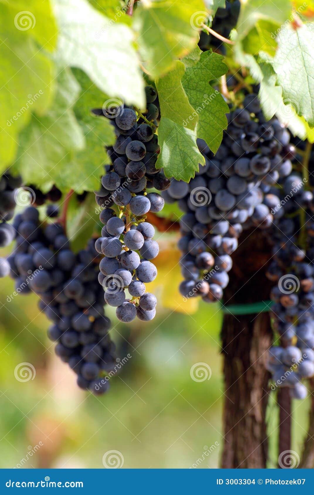Italian wine grapes stock photo. Image of vine, branch - 3003304
