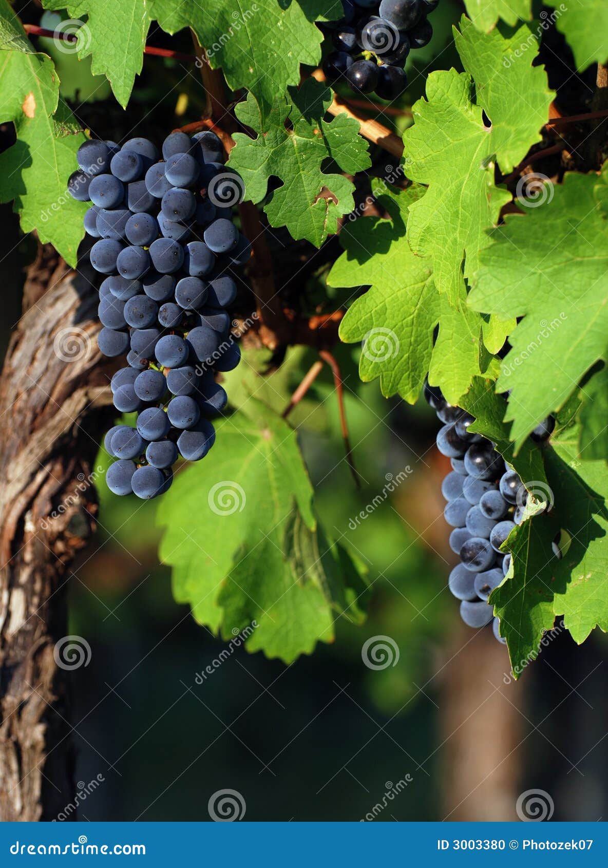 Italian wine grapes stock photo. Image of italy, drink - 3003380