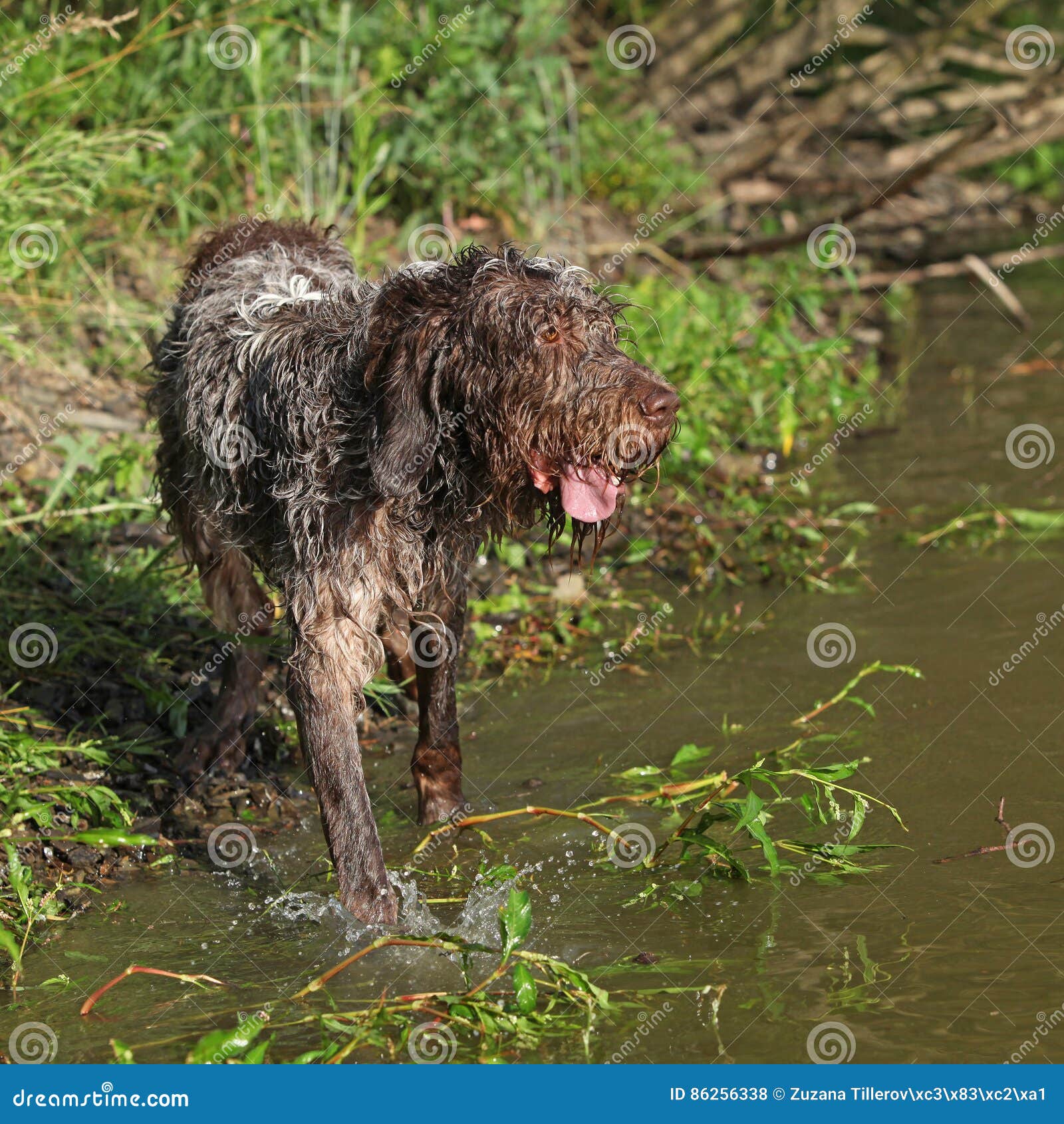 Italian Wire-haired Pointing Dog in Summer Stock Photo - Image of ...