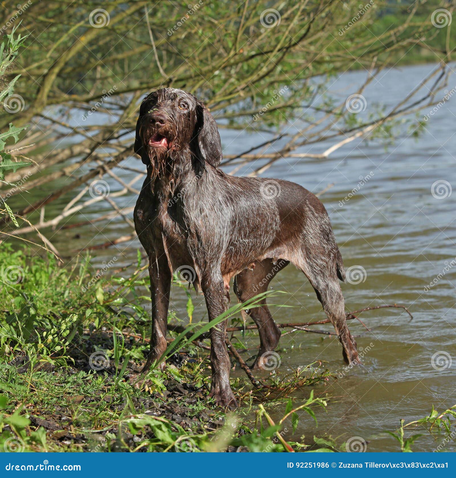 Italian Wire-haired Pointing Dog in Summer Stock Photo - Image of ...