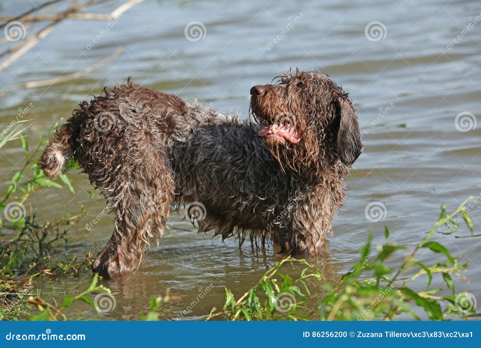 Italian Wire-haired Pointing Dog in the Water Stock Photo - Image of ...