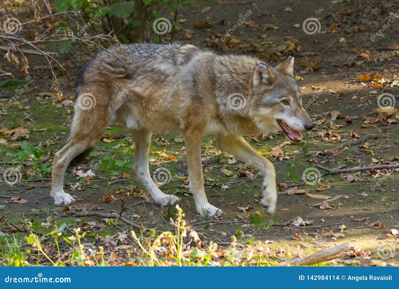 Italian Wolf Canis Lupus Italicus Royalty-Free Stock Image ...