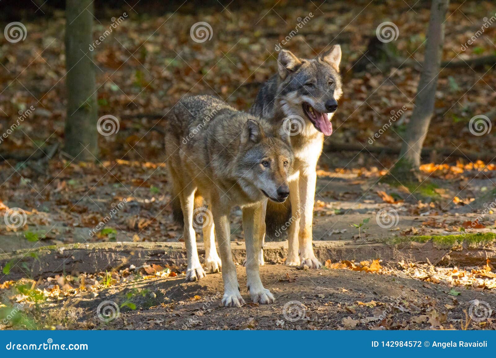 Italian Wolf Canis Lupus Italicus Stock Photography | CartoonDealer.com ...