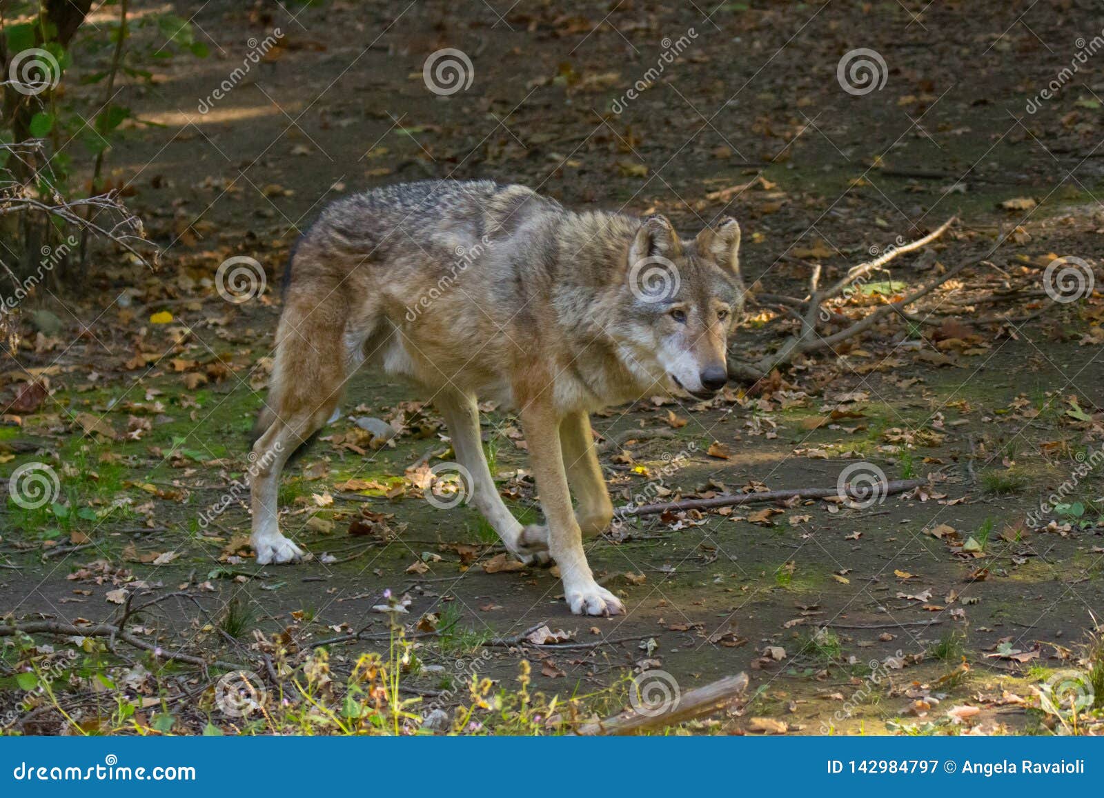 Italian Wolf Canis Lupus Italicus Royalty-Free Stock Image ...