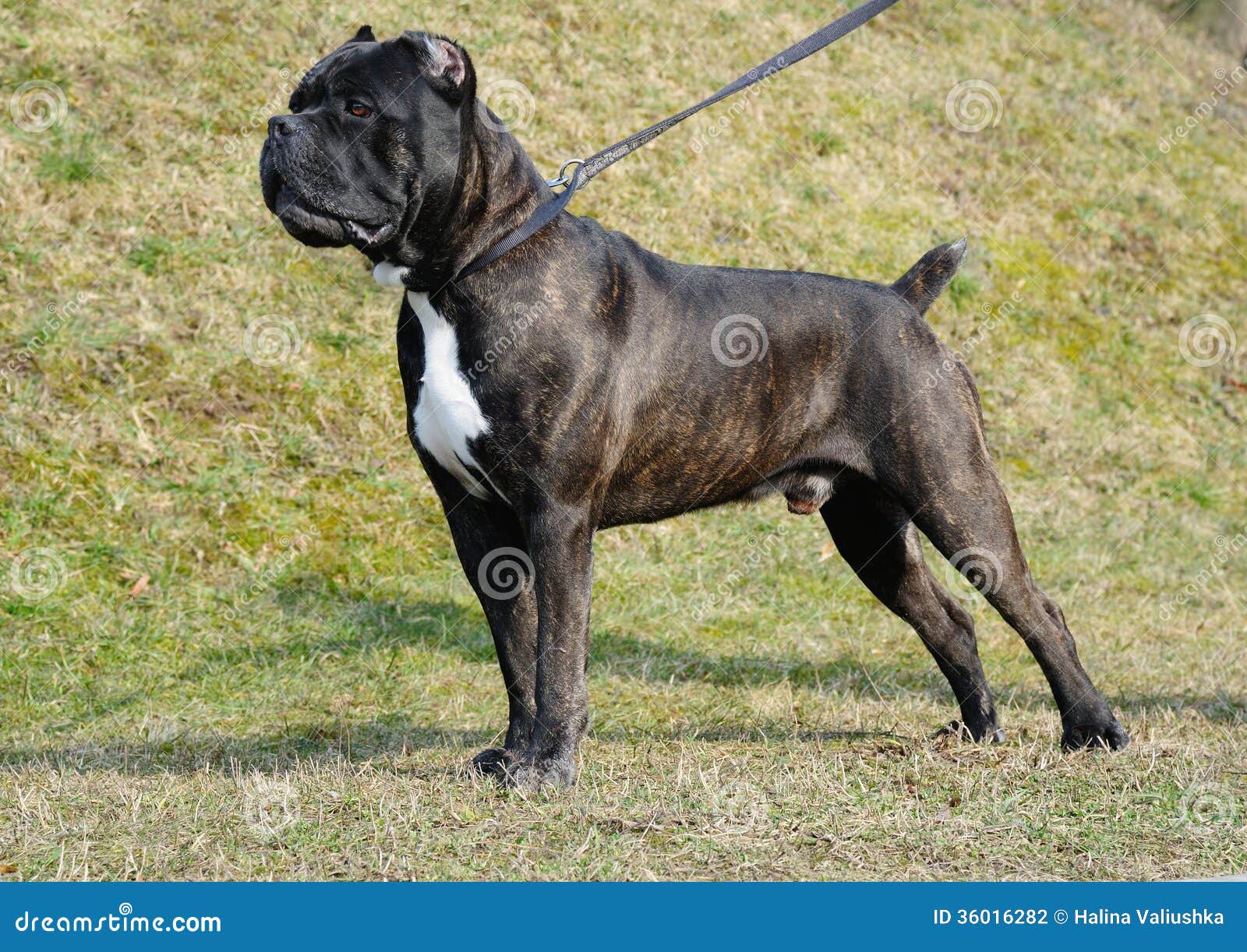 Italiano Di Corso Della Canna Del Cane Fotografia Stock - Immagine di ...