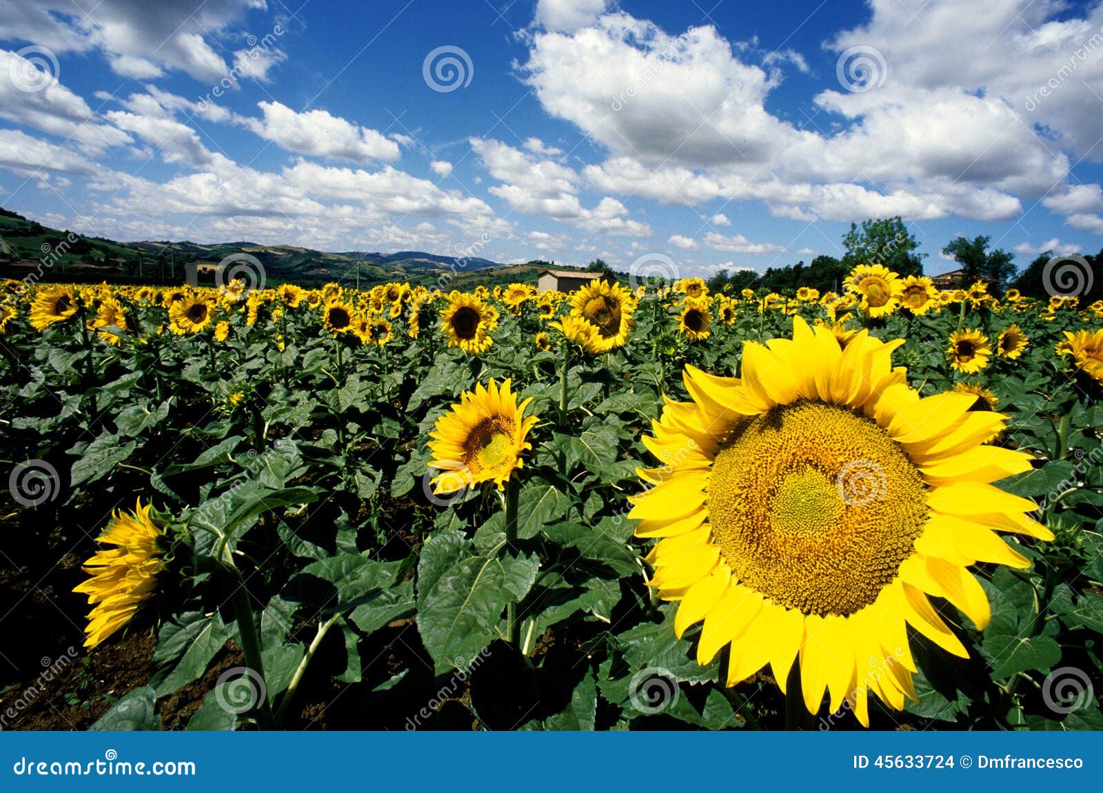 Italienare Blommar Solrosor Arkivfoto - Bild av flimmer, springbrunn ...