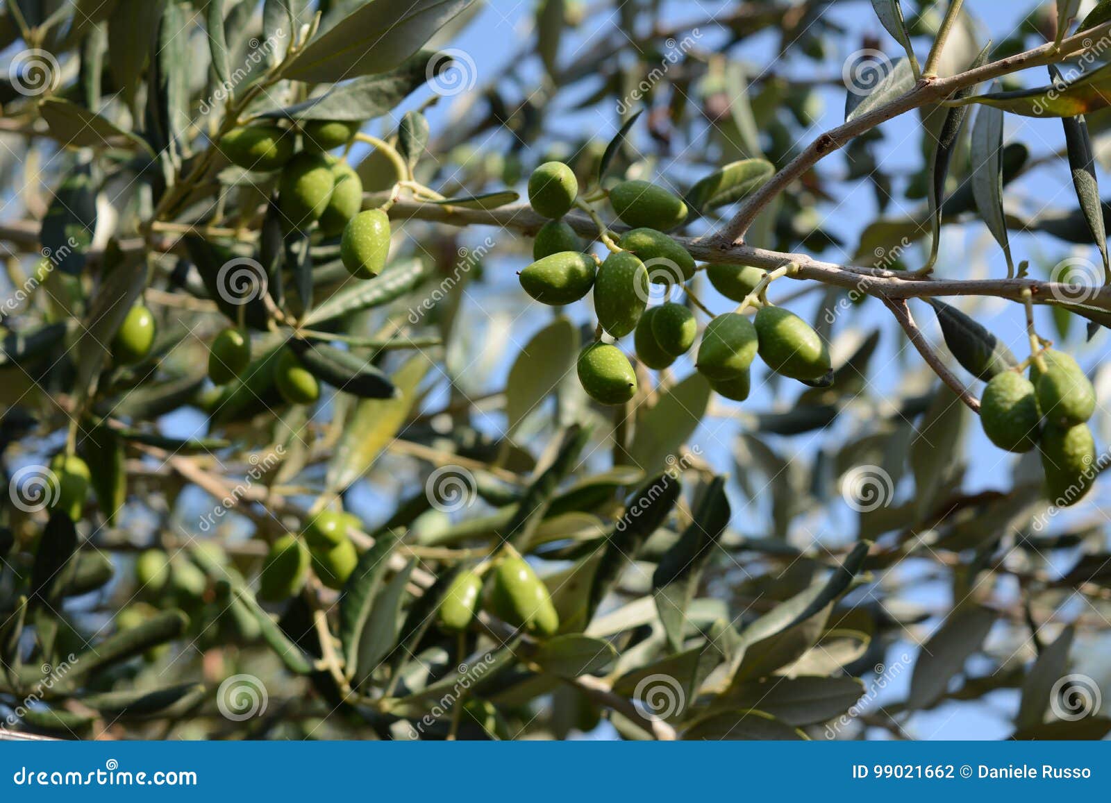 Italienischer Olivenbaum stockfoto. Bild von betrieb - 99021662