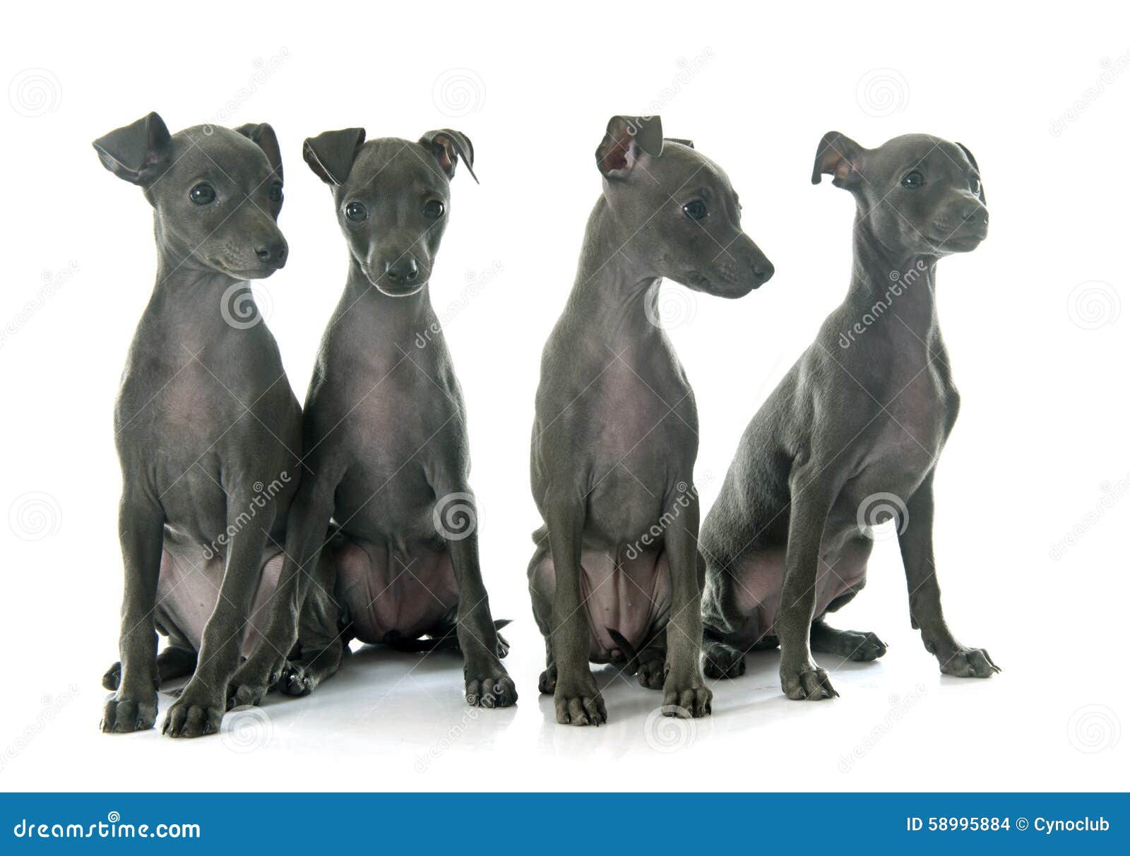 Italienischer Windhund Der Welpen Stockfoto - Bild von haustier, blau ...