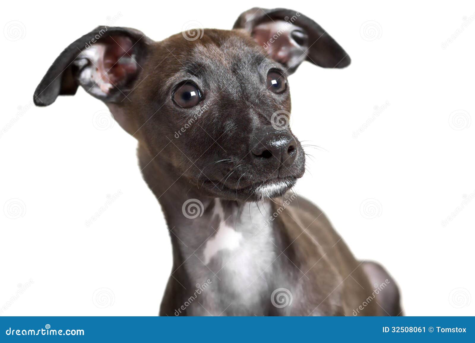 Italienischer Windhund-Welpen-Porträt Stockbild - Bild: 32508061