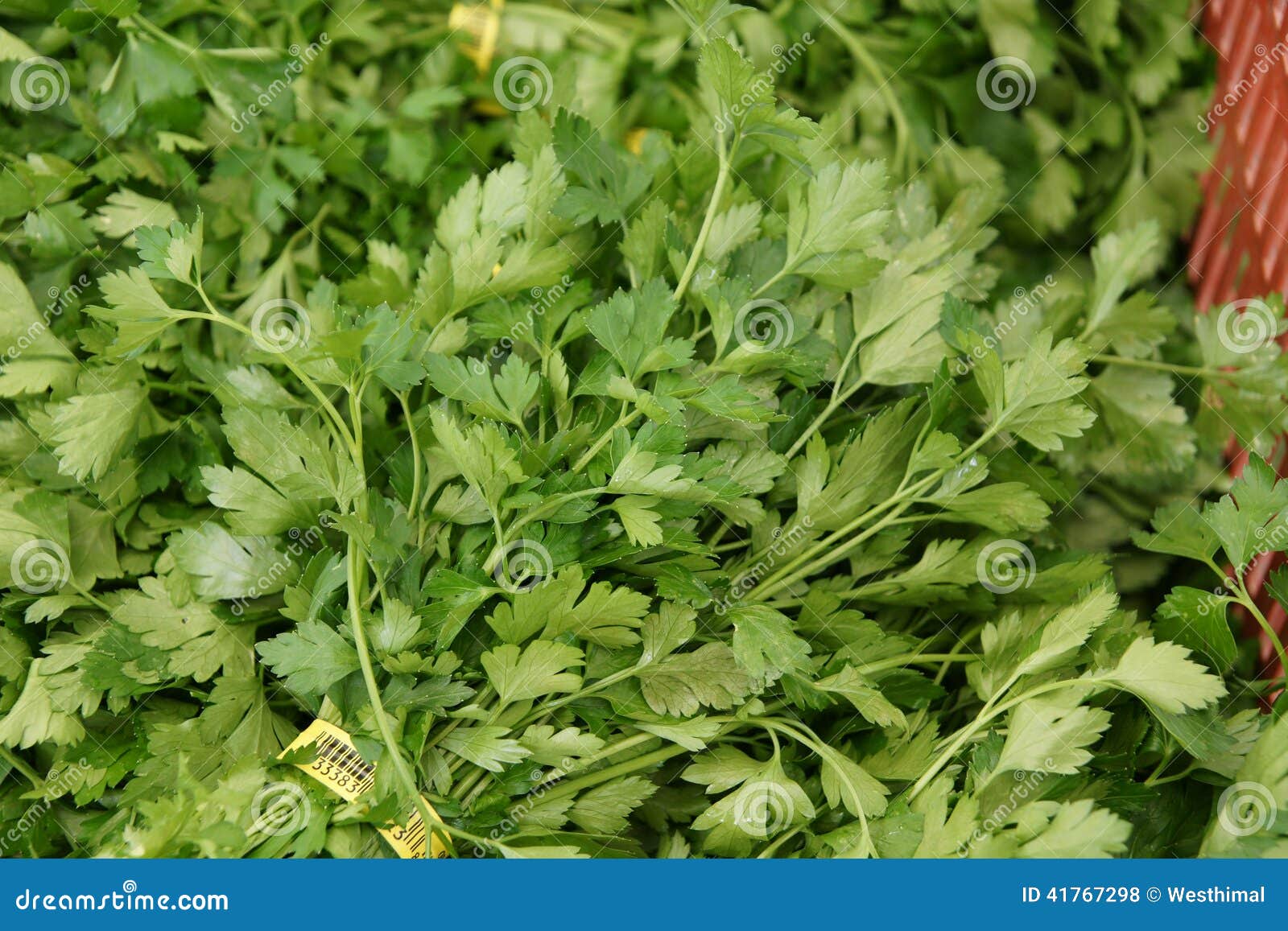Italiensk Persilja, Plan Bladpersilja Arkivfoto - Bild av italienare ...
