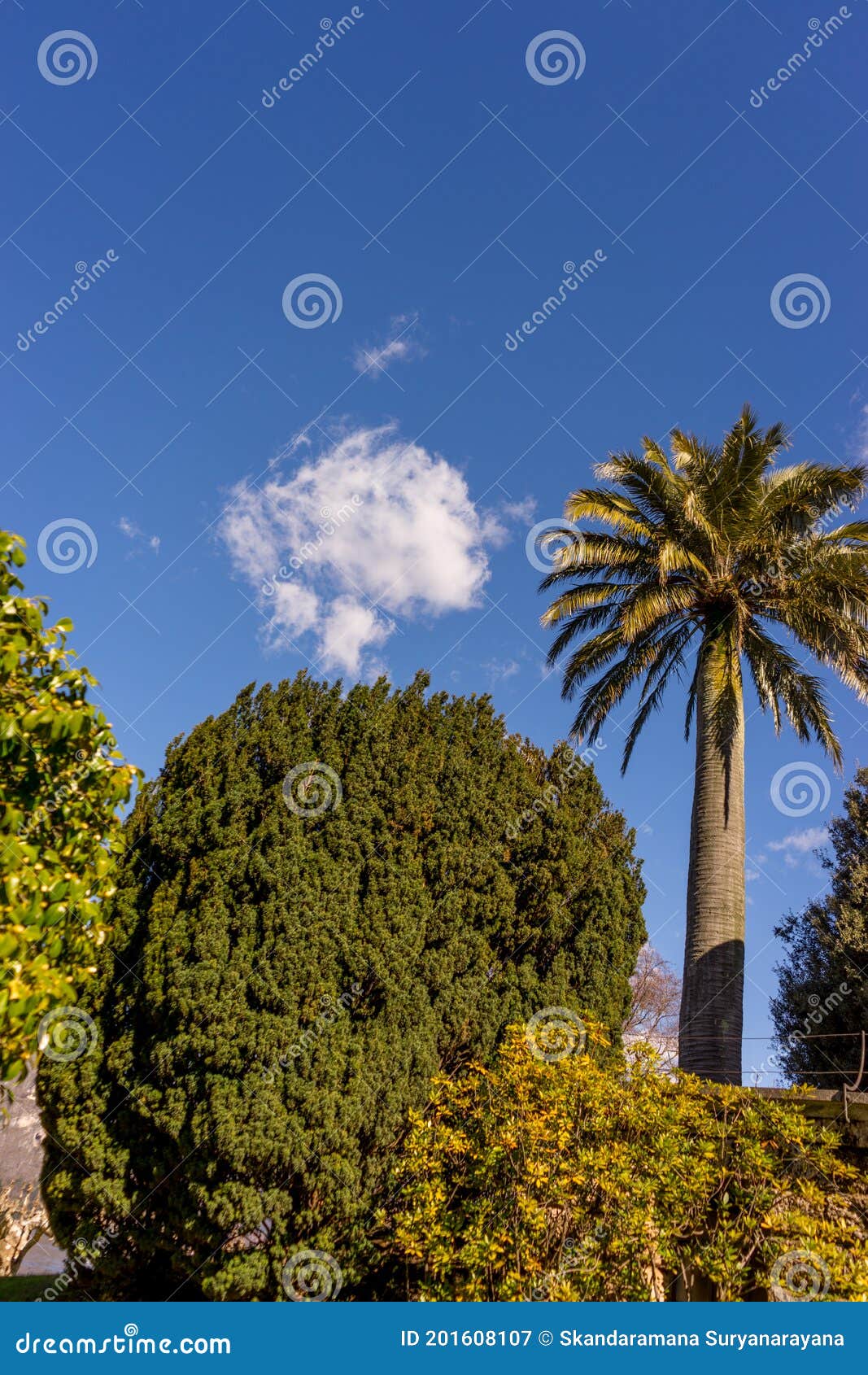 Italy, Bellagio, Lake Como, a Tree in Front of a Palm Tree Stock Image ...