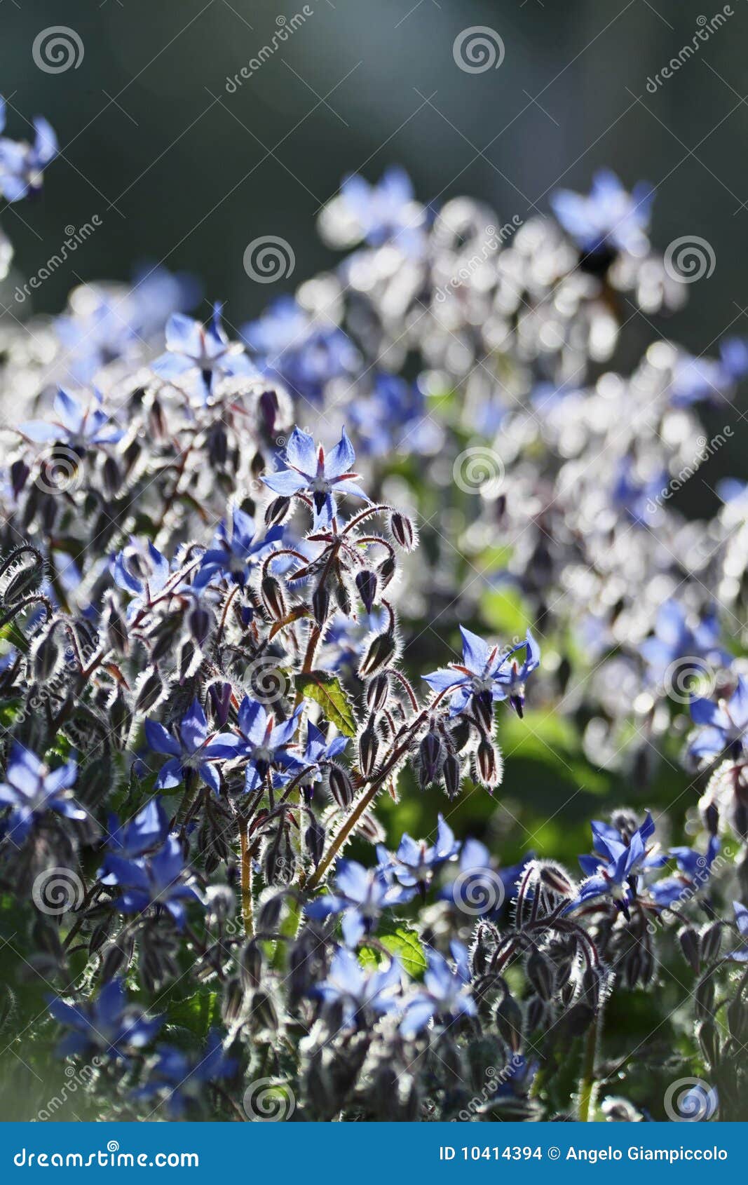 ITALY, Countryside, Borage Plant Stock Photo - Image of closeup, buds ...