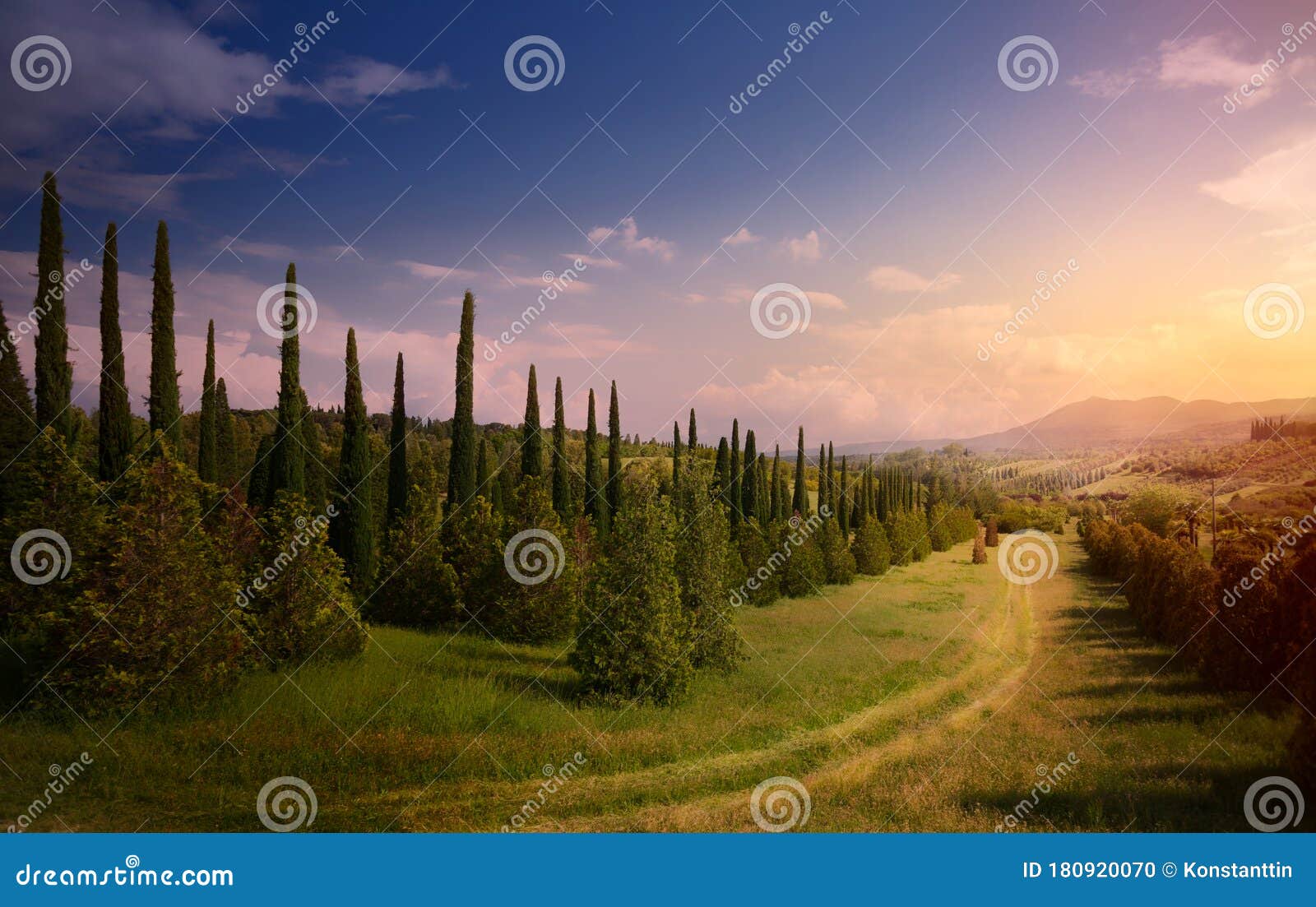 Art Italy Countryside Landscape with Olive and Cypress Trees on the ...