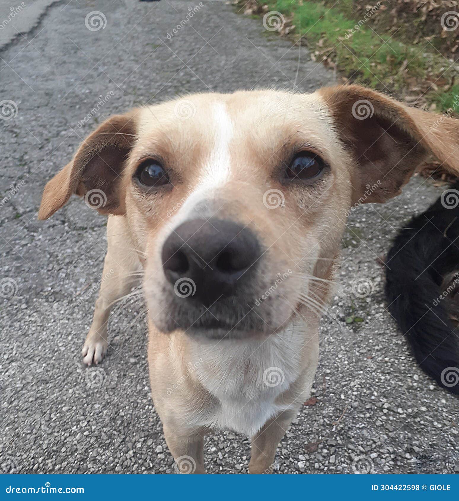 Dog Face Close Up,Italy,January 19,2024. Editorial Stock Photo - Image ...