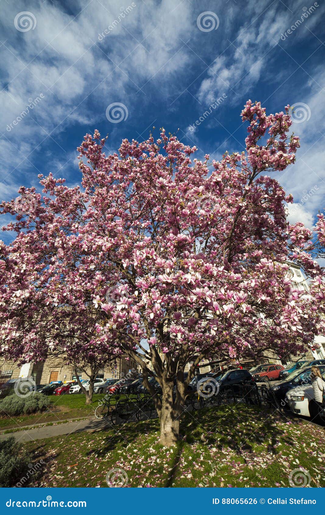Italy, Florence, Magnolia Tree. Editorial Photo - Image of branch, tree ...