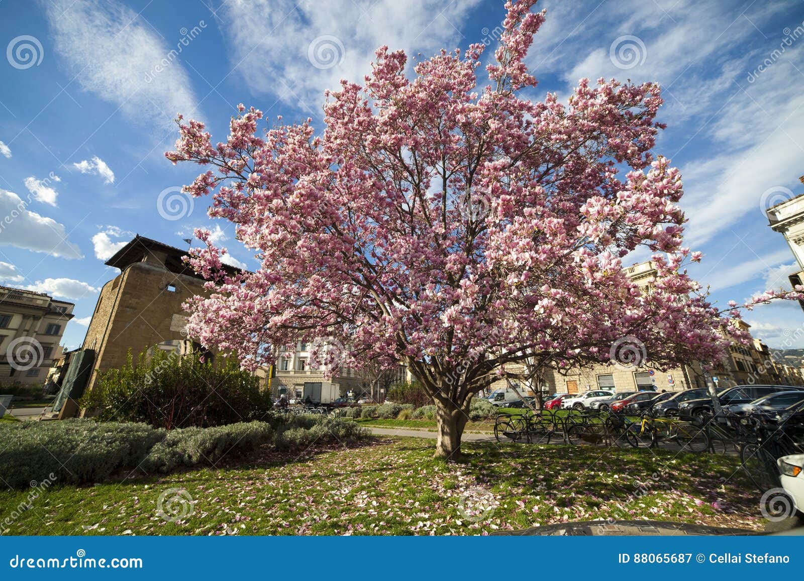 Italy, Florence, Magnolia Tree. Editorial Photography - Image of plant ...