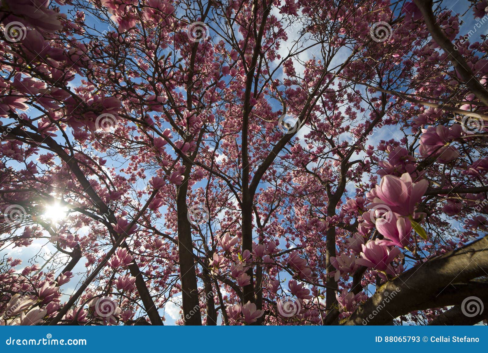 Italy, Florence, Magnolia Tree. Stock Image - Image of blossom, plant ...