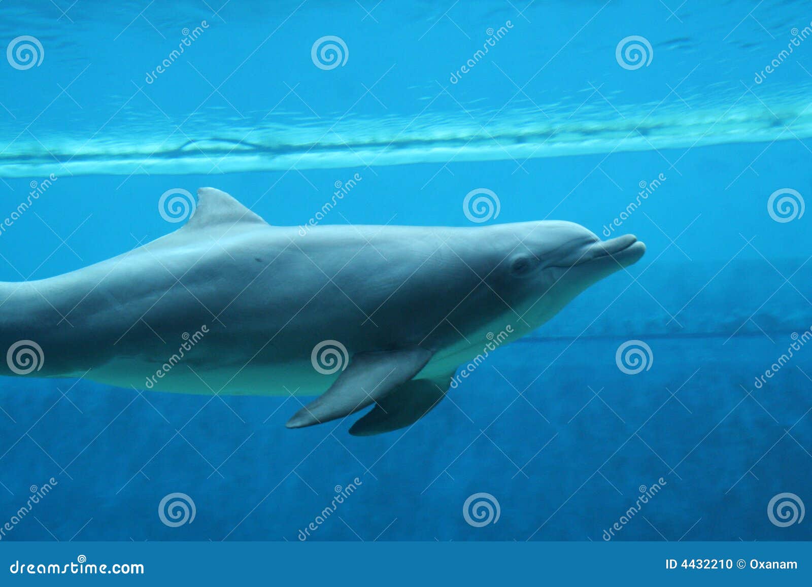 Italy. Genova. Dolphin in an Aquarium Stock Photo - Image of vacation ...