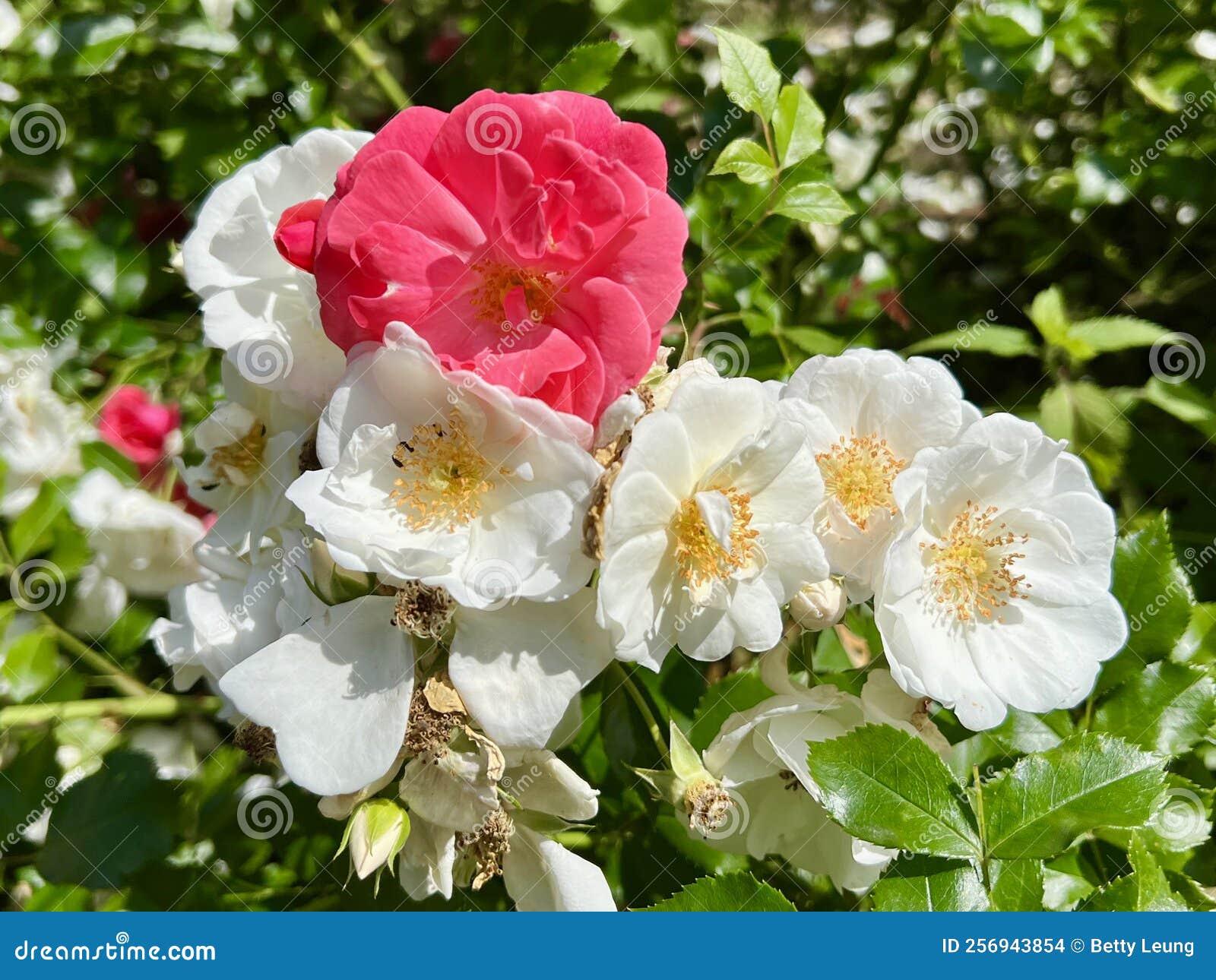 Burnet Roses Stock Photos - Free & Royalty-Free Stock Photos from ...