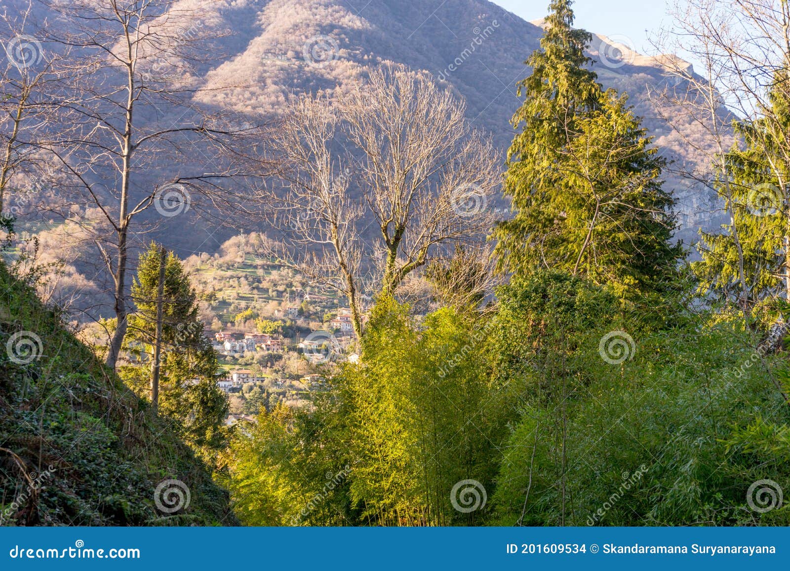 Italy, Lecco, Lake Como, Trees in a Forest Stock Photo - Image of italy ...