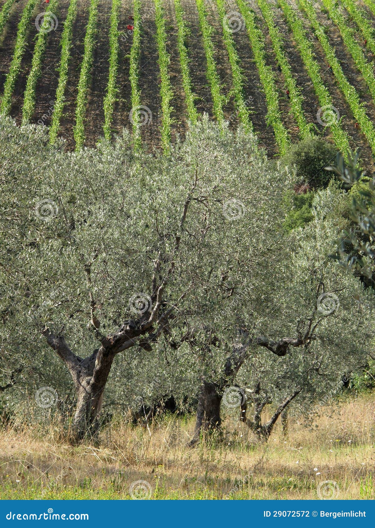 Italy, Olive Tree in the Tuscany Stock Photo - Image of dust, nature ...
