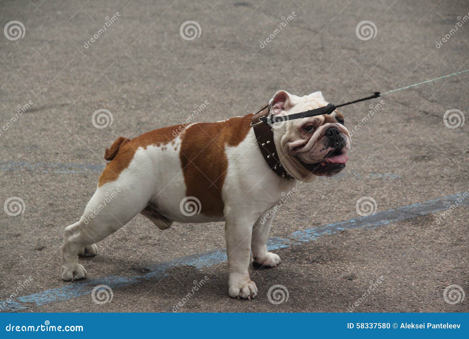 Italy, Sardinia, Bulldog for a Walk Stock Photo - Image of beautiful ...