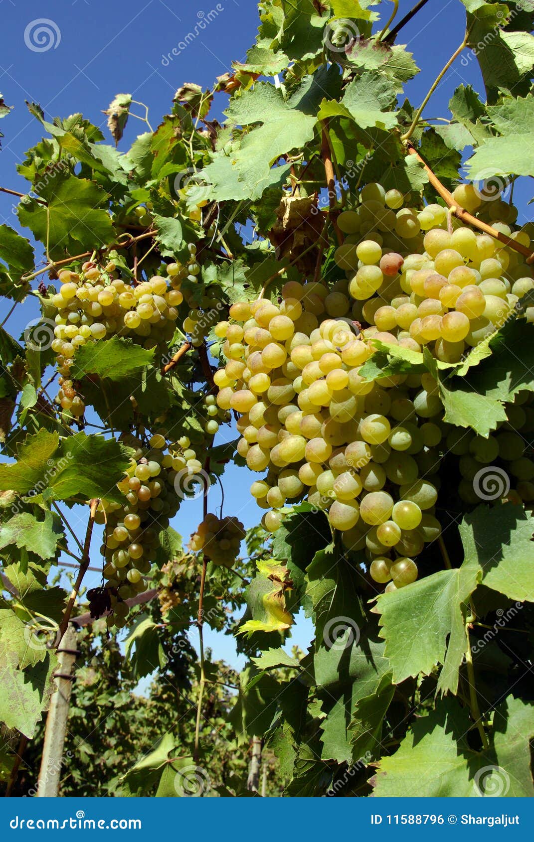 Italy - white grapes stock photo. Image of agriculture - 11588796