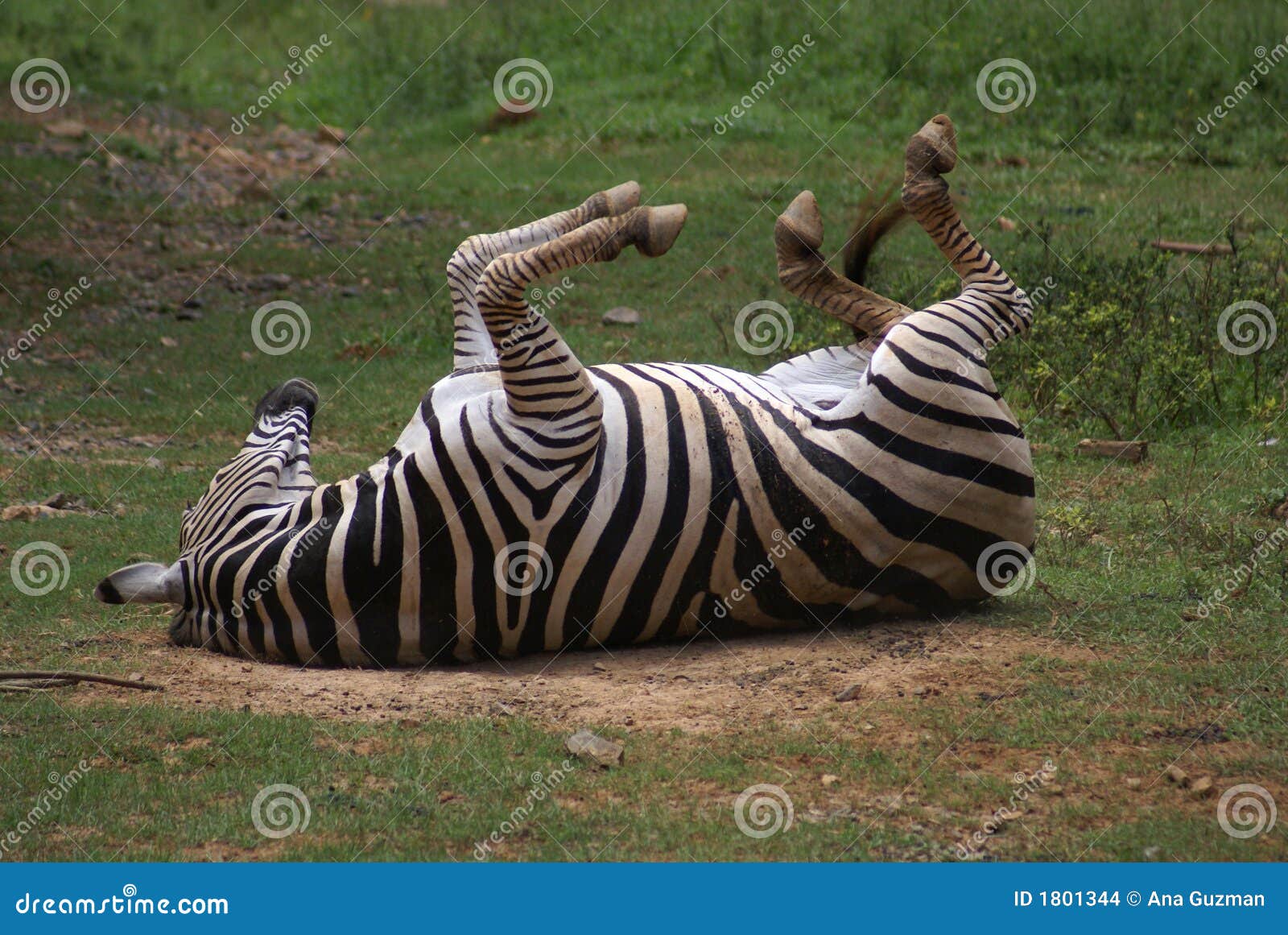 Itching back stock photo. Image of mammal, animals, animal - 1801344