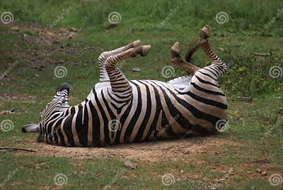 Itching back stock photo. Image of mammal, animals, animal - 1801344