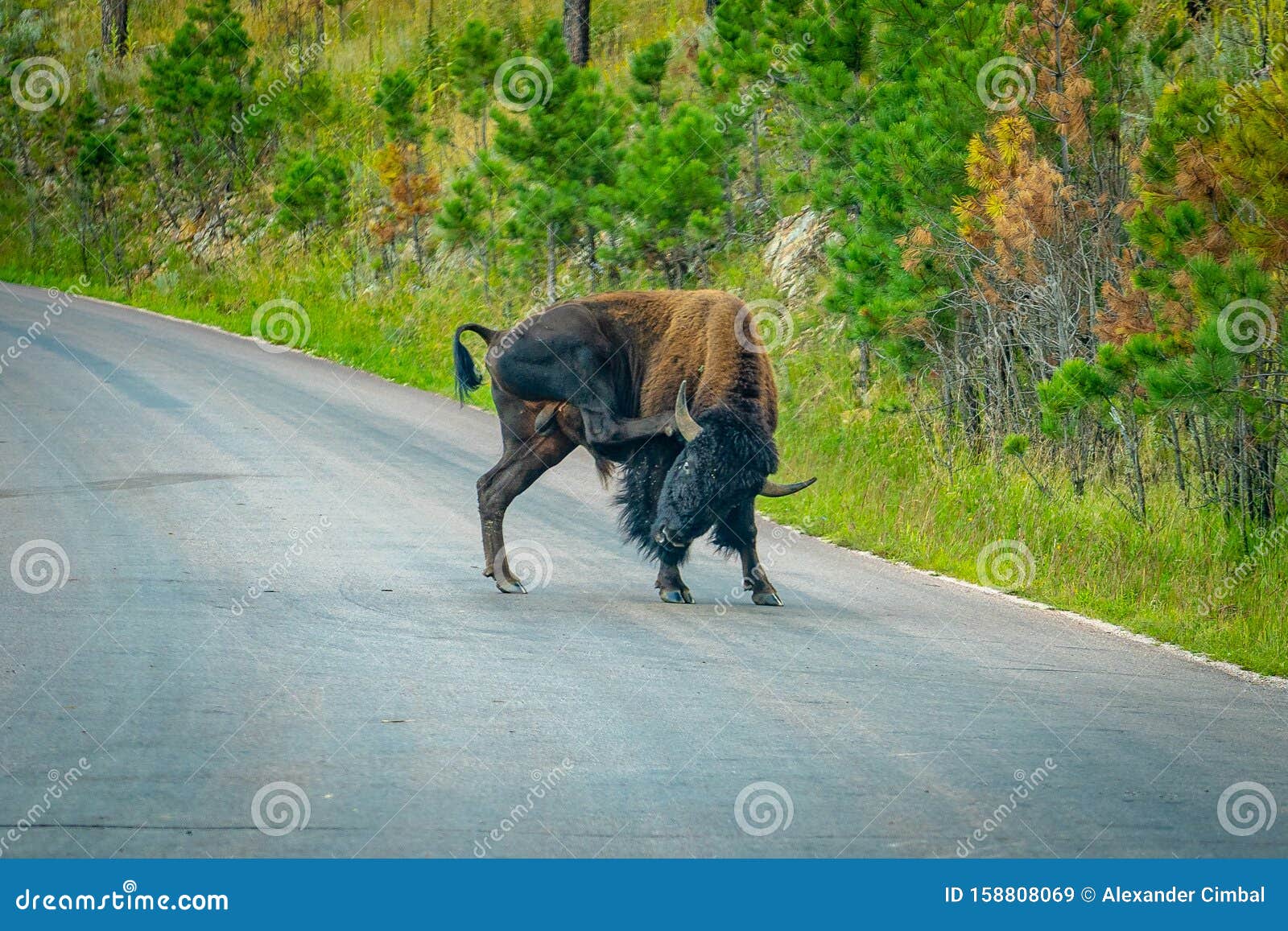 Bison In Custer State Park Royalty-Free Stock Photography ...