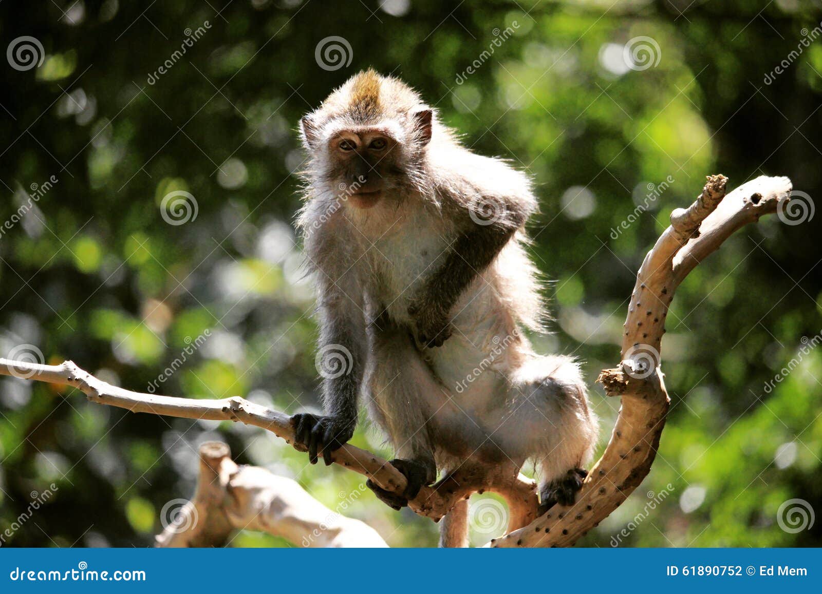 Itching Monkey Photos - Free & Royalty-Free Stock Photos from Dreamstime