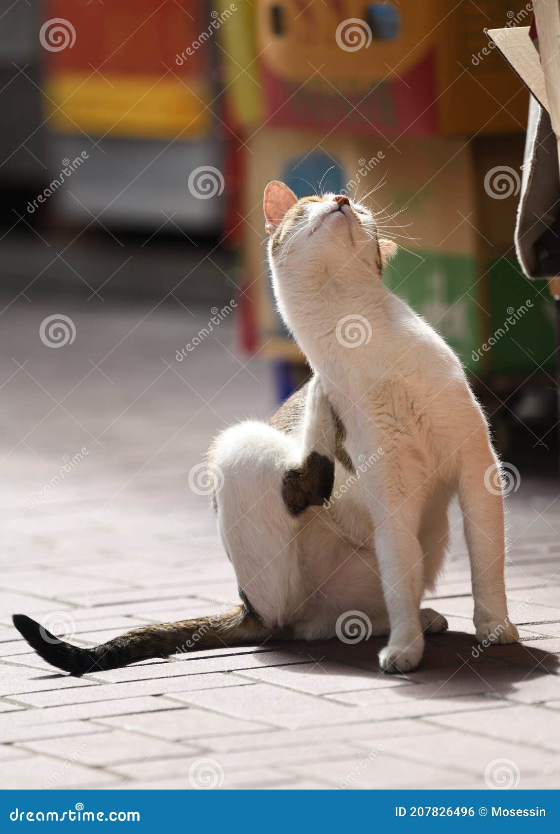 Itchy cat scratching stock photo. Image of romance, oxen - 207826496